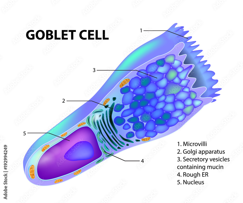GOBLET CELL. Structure Stock Vector | Adobe Stock