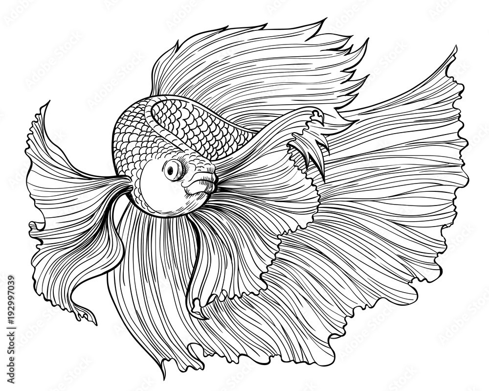Fighting Fish Drawing