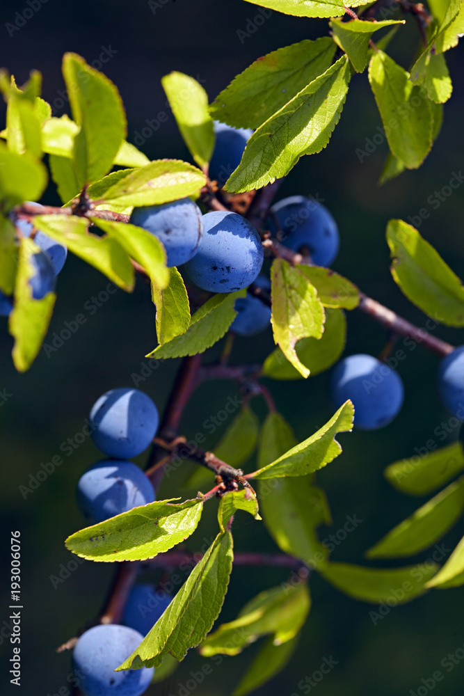 Schlehe Beere Blatt Zweig Stock-Foto | Adobe Stock