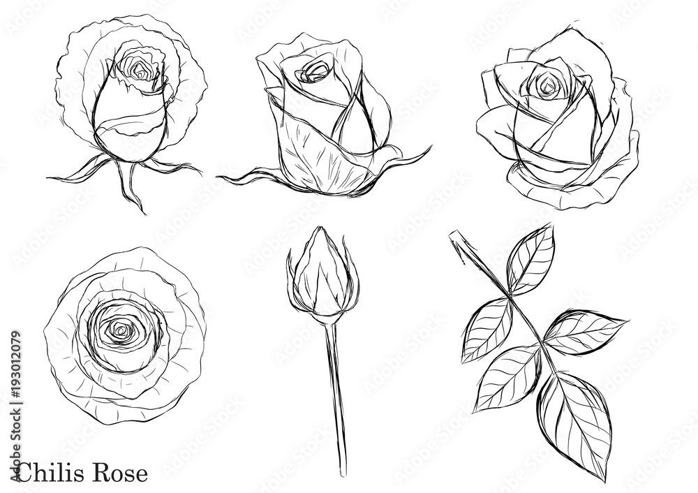 Rose vector set by hand drawing.Beautiful flower on white background ...