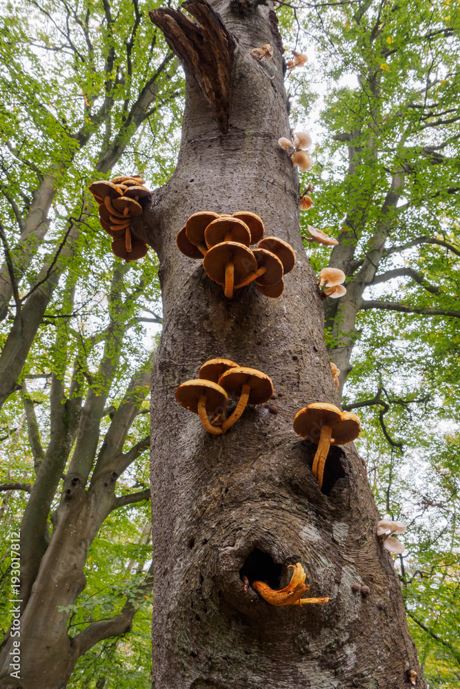 Poster Baumpilze – Wall Art | UkPosters