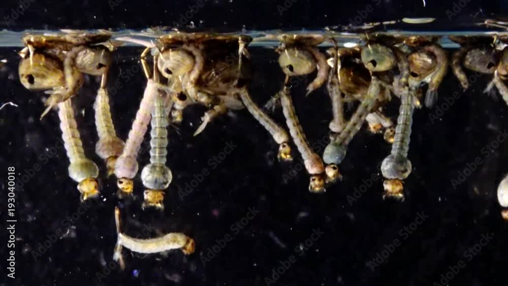 Mosquito, Larvae and Pupae in polluted water. Culex pipiens (the common ...