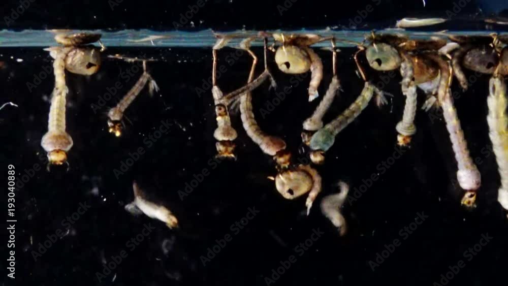 Mosquito, Larvae and Pupae in polluted water. Culex pipiens (the common ...