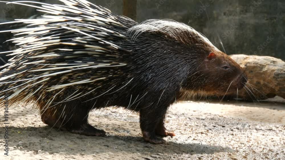 Porcupine with long needles walks around the aviary in the zoo Stock ...