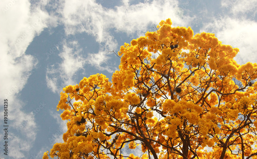 Yellow blossom Tabebuia chrysantha National Tree of Venezuela since ...