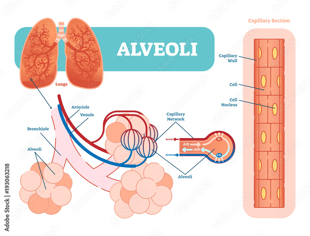 Lungs alveoli schematic, anatomical vector illustration diagram with ...
