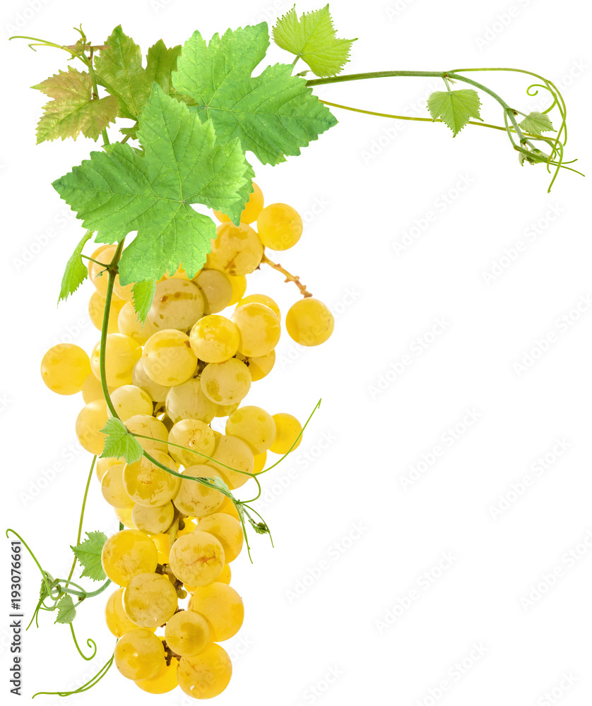 grappe de raisins blancs et feuilles de vigne Stock Photo | Adobe Stock