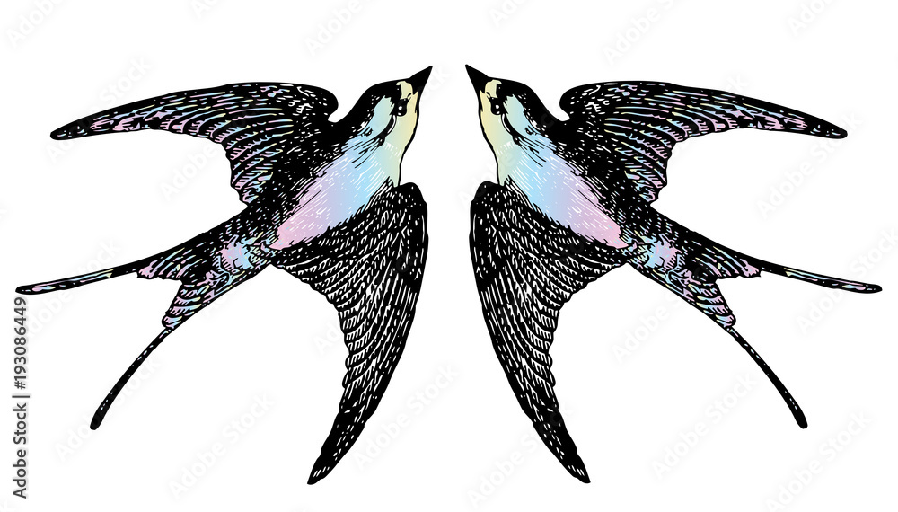 Two Swallow Drawing