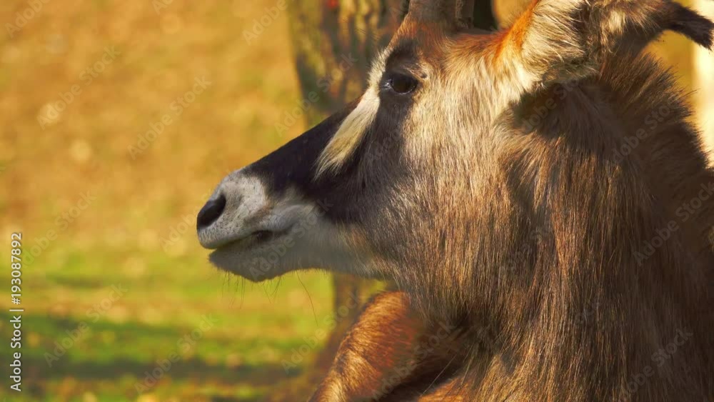 The Ruan antelope is chewing under a tree. The roan antelope ...