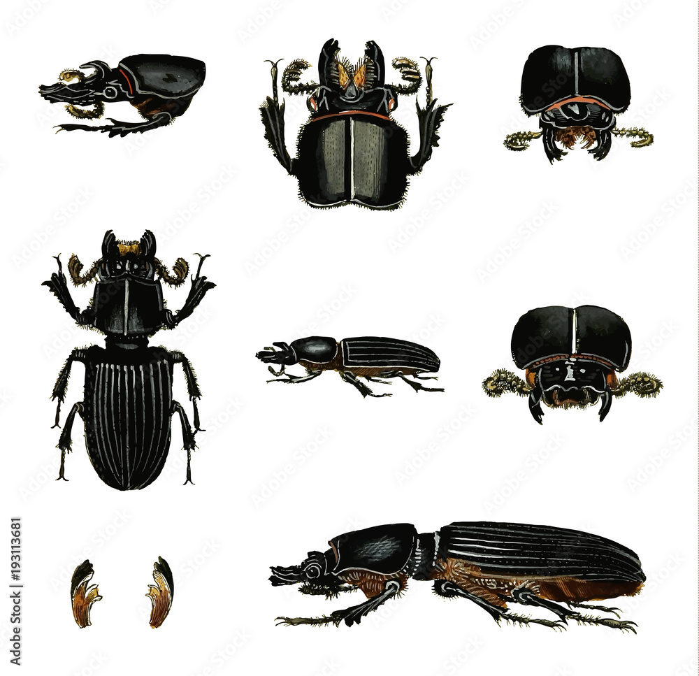 bess beetle Set #colored #vector - Coleoptera - Zuckerkäfer Stock ...