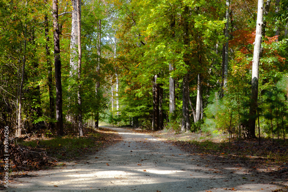 Immersive gravel road walk through the green wood forest at the York ...