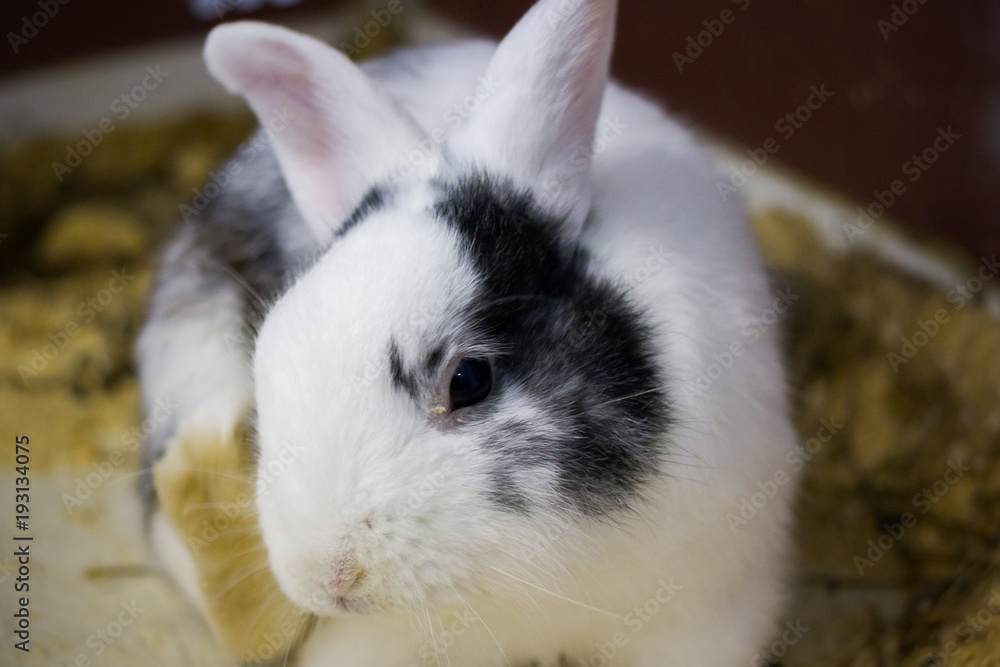 White rabbit with black spots on the face Stock Photo | Adobe Stock