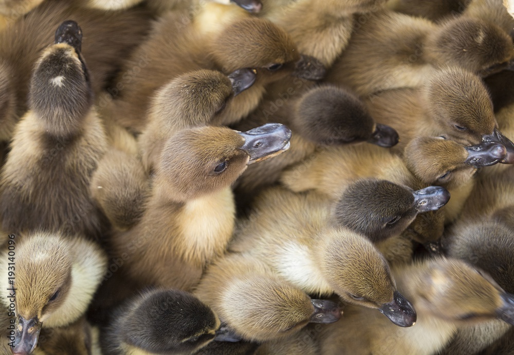 Little ducks are crowded./Ducks waiting to be sold to farmers to feed ...