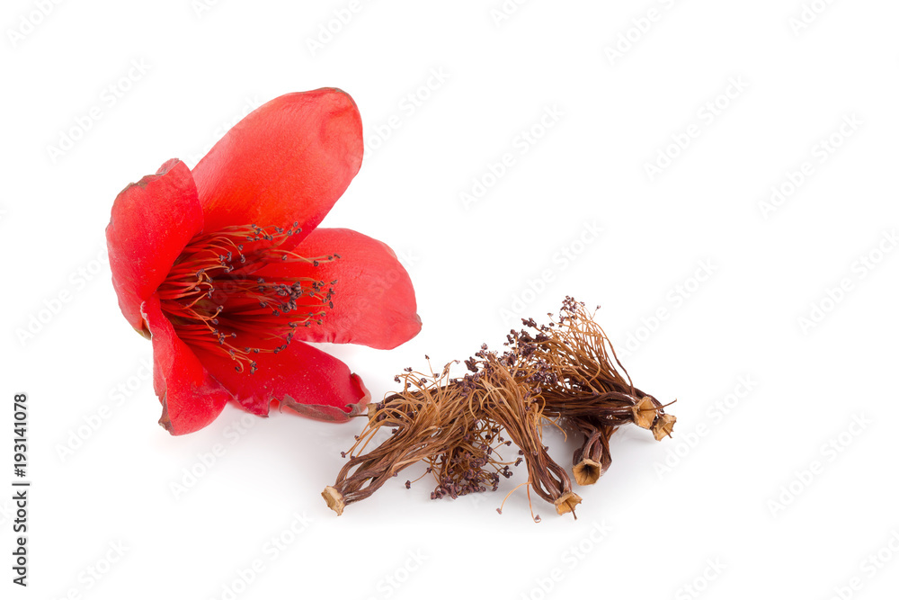 Red cotton tree flowers on white background, Bombax ceiba flower is a ...