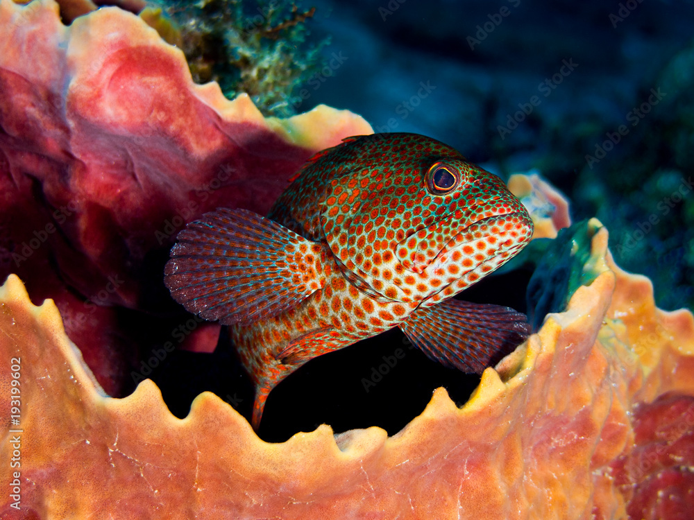 Graysby Grouper