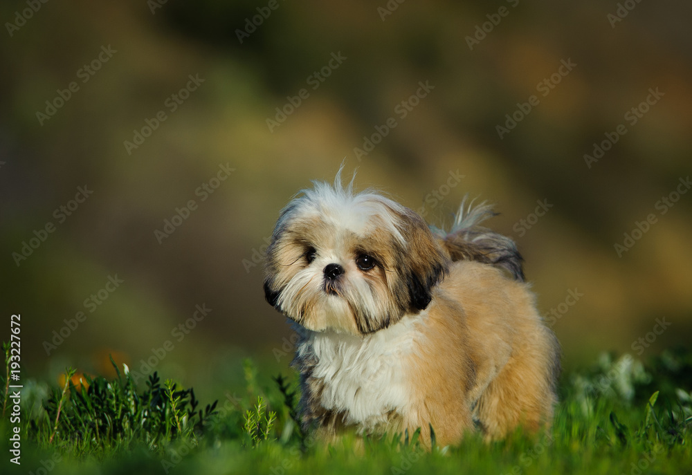 Shih Tzu puppy dog standing in green vield Stock Photo | Adobe Stock