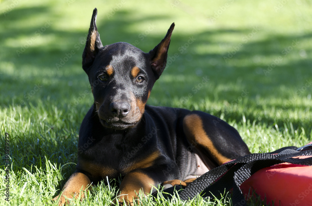 Doberman Puppy Stock Photo | Adobe Stock