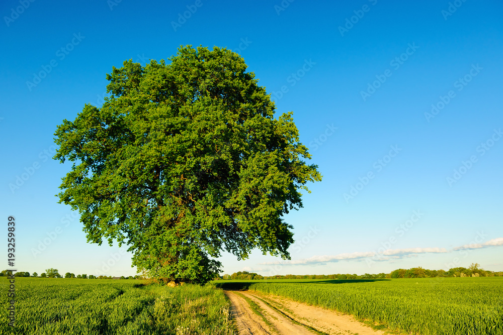 Riesige alte Eiche am Feldweg im Abendlicht Stock Photo | Adobe Stock