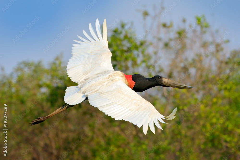 Foto de Brazil bird in fly. Jabiru stork flight. Jabiru, Jabiru ...