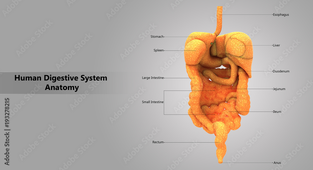 Human Digestive System Detailed Labels Anatomy Stock Illustration ...