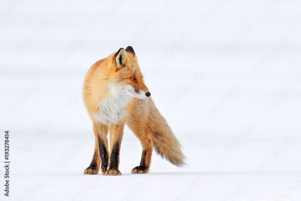 Red Fox Hunting In Snow