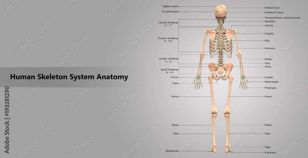 Posterior Skeleton Labeled