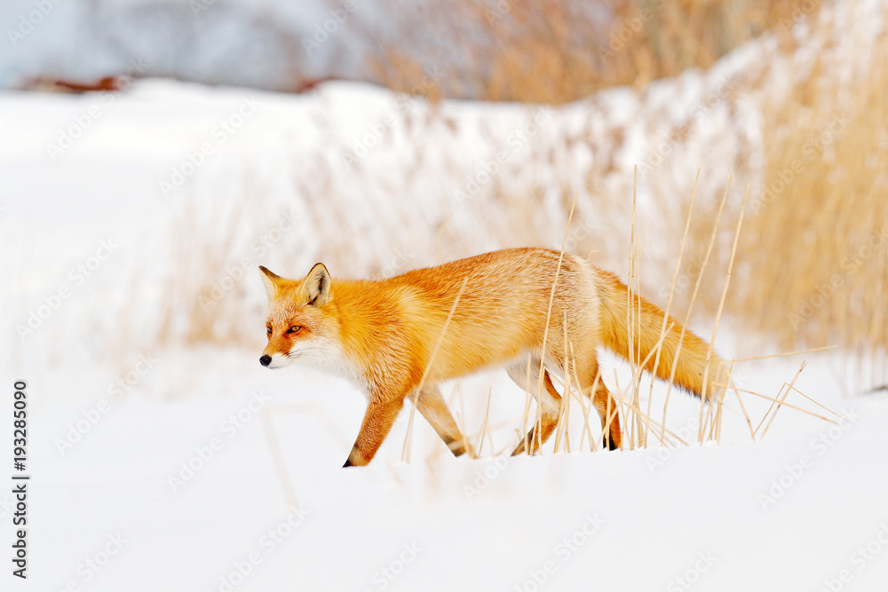 Red Fox Hunting In Snow