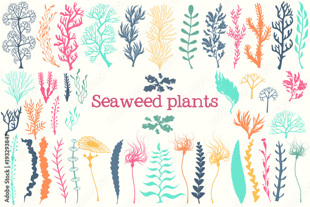 Sea plants and aquarium seaweed vector set. Vektor Stok | Adobe Stock