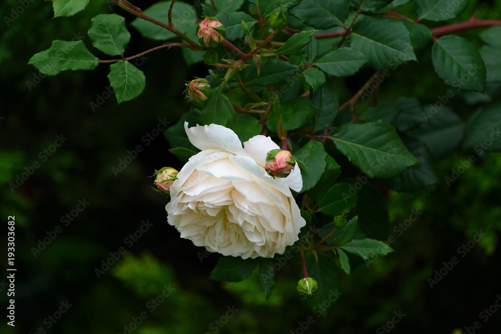 Flower of cream rose in the summer garden. English Rose Crocus Rose of ...