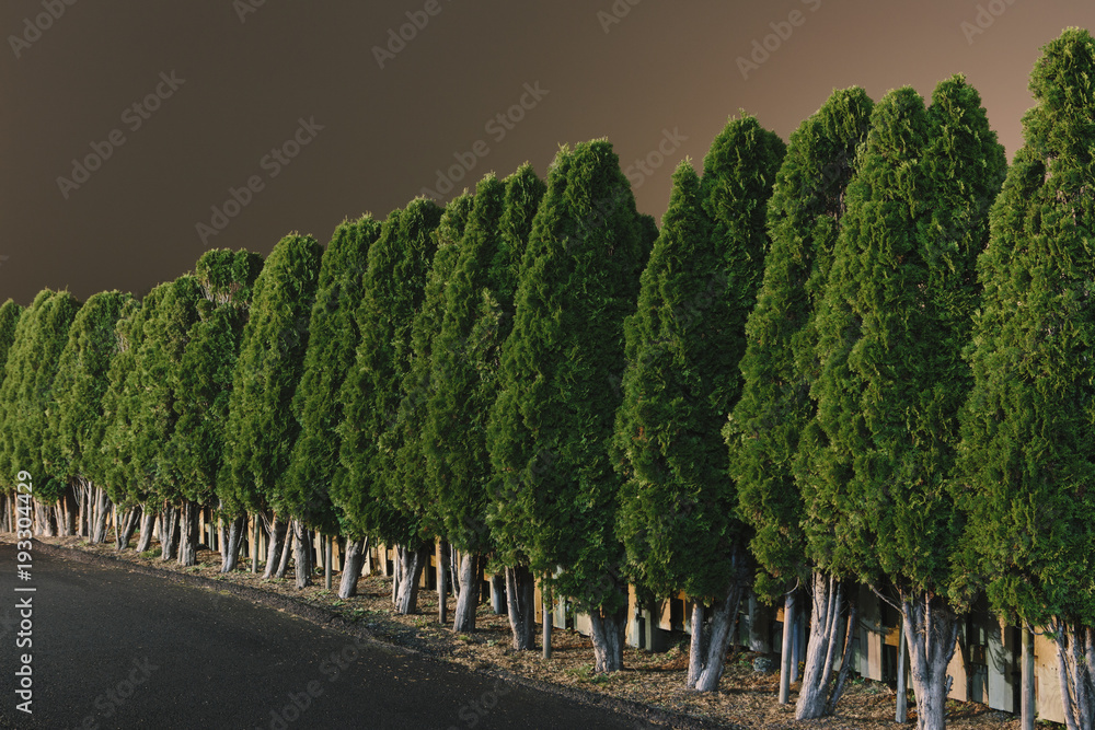 Row of evergreen trees of the same shape and height, at a parking lot ...