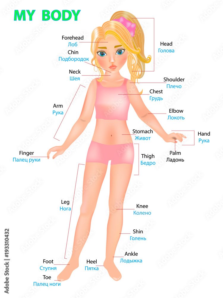Vector Illustration Of A Girl Showing Parts Of The Body IN ENGLISH AND 