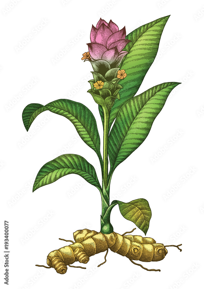 Turmeric botanical hand drawing engraving vintage illustration Stock ...