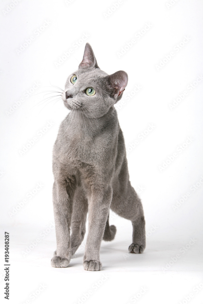 cat breed gree little wool eyes big gait graceful predatory look pet ...