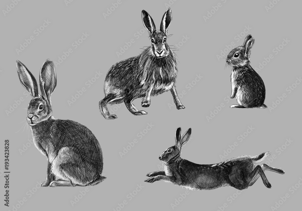 Black and white freehand sketch of wild rabbit Stock Illustration ...