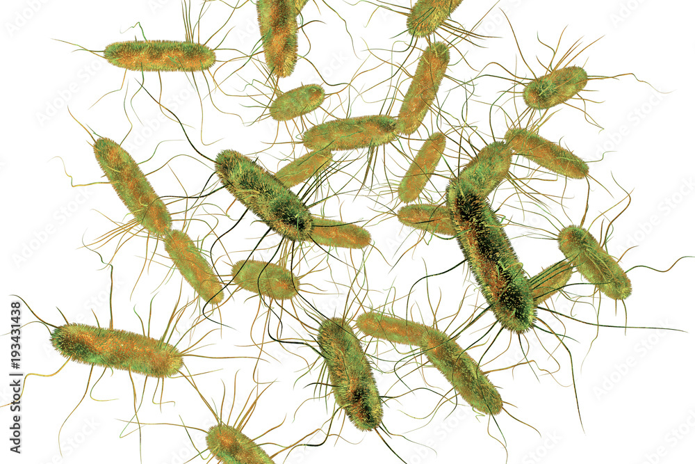Salmonella bacteria. S. typhi, S. typhimurium and other Salmonella ...