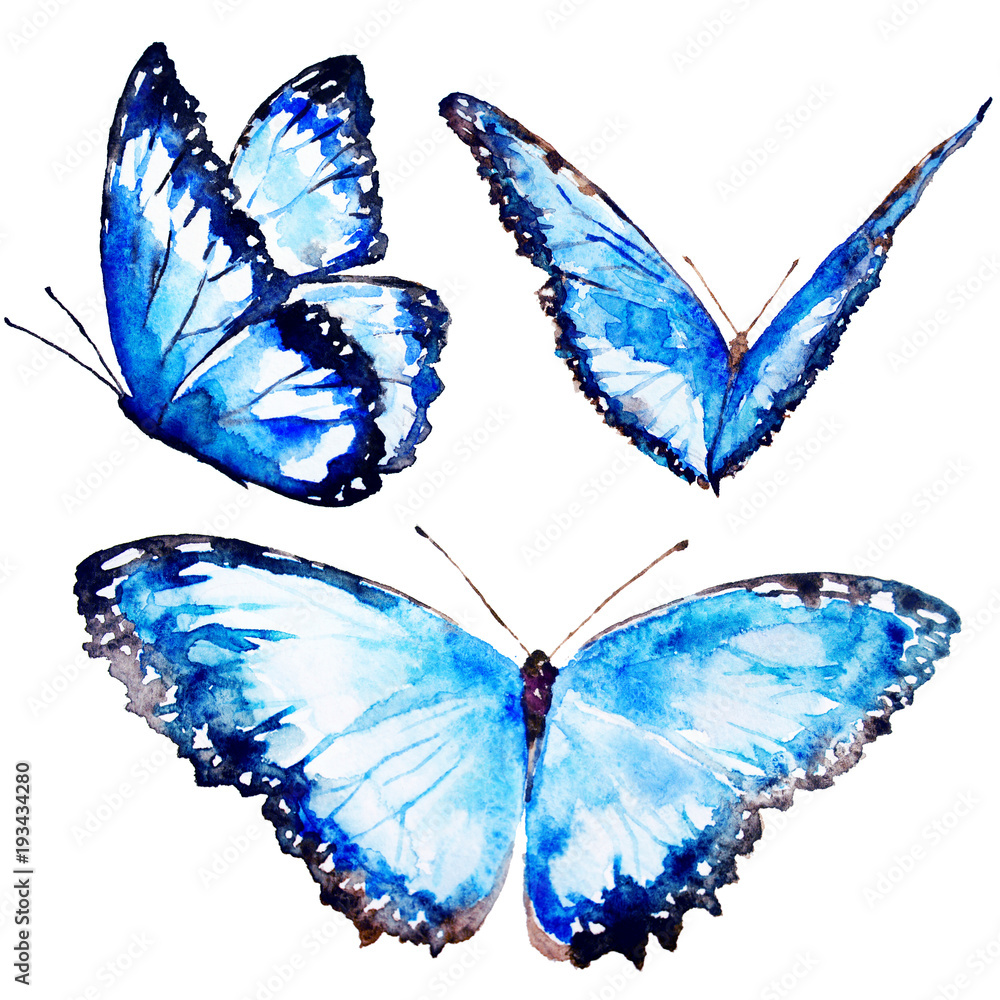 beautiful blue butterfly,watercolor,isolated on a white Stock Photo ...