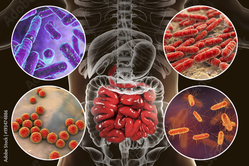 Intestinal microbiome, bacteria colonizing different parts of digestive ...