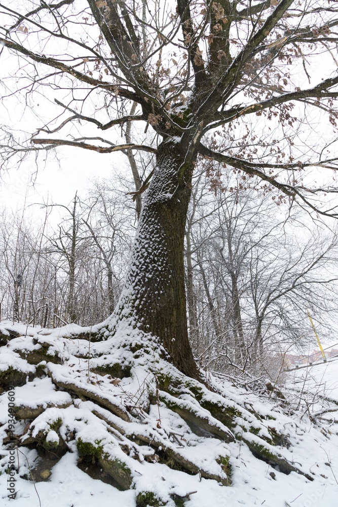 Tree Roots In The Winter