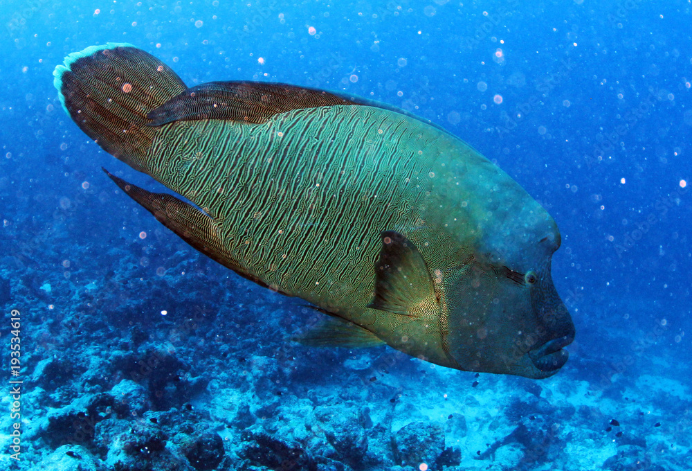 big bump head wrasse from tahiti Stock Photo | Adobe Stock