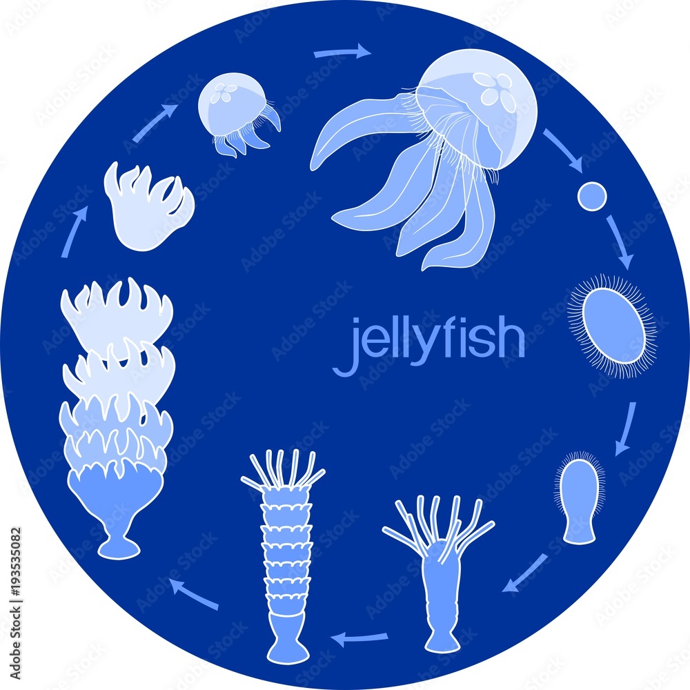 Developmental stages of jellyfish life cycle Stock Vector | Adobe Stock