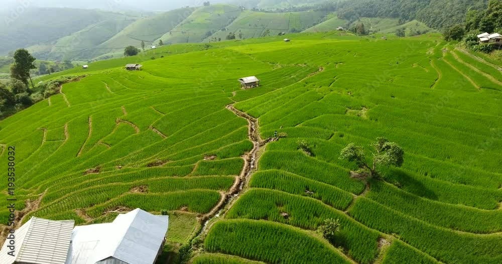 Vidéo Stock Asian rice field terrace on mountain side, lush agriculture ...
