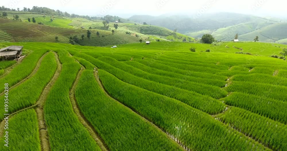 Asian rice field terrace on mountain side, lush agriculture land. Rice ...
