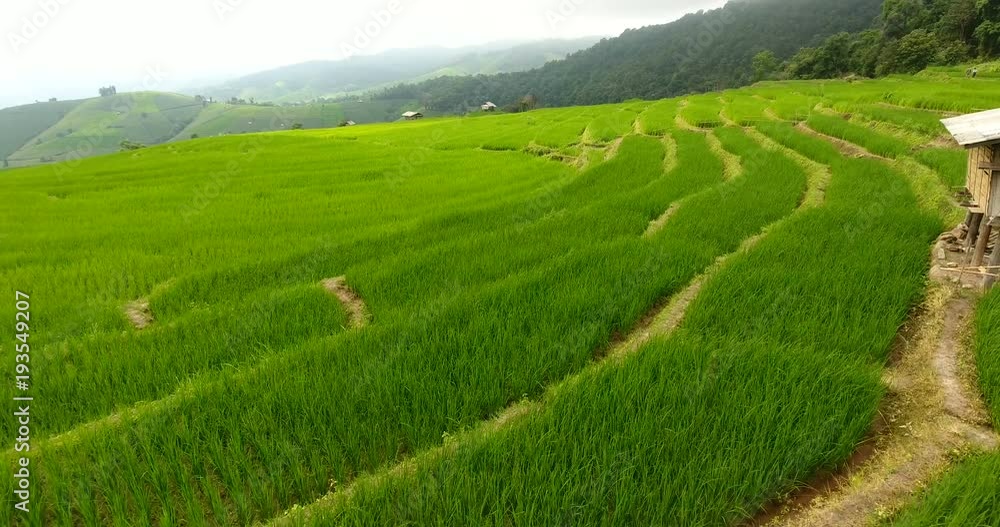 Asian rice field terrace on mountain side, lush agriculture land. Rice ...