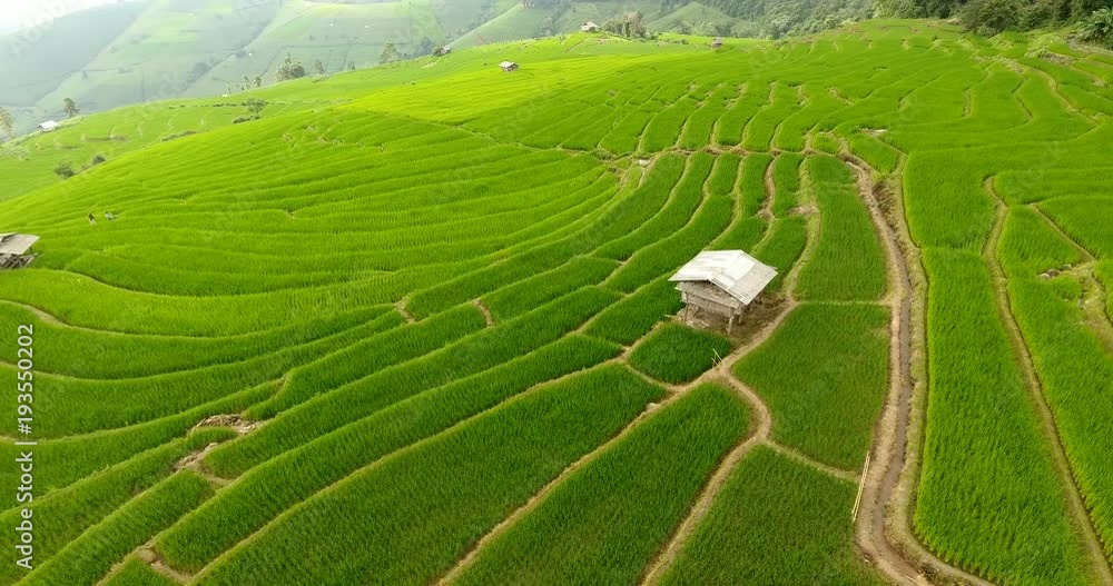Asian rice field terrace on mountain side, lush agriculture land. Rice ...