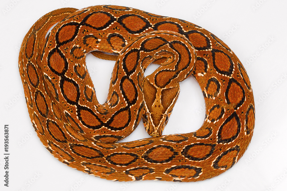 Russells Viper