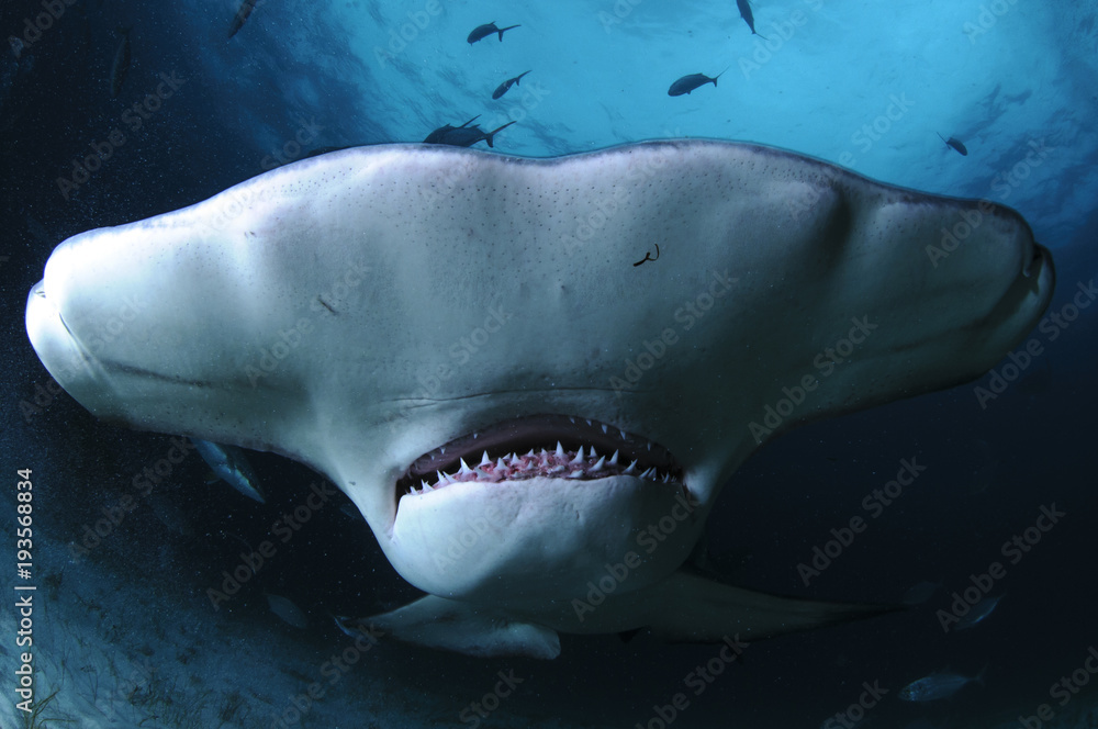 Close up Face Shot of Great Hammerhead Shark Swimming in Clear Waters ...