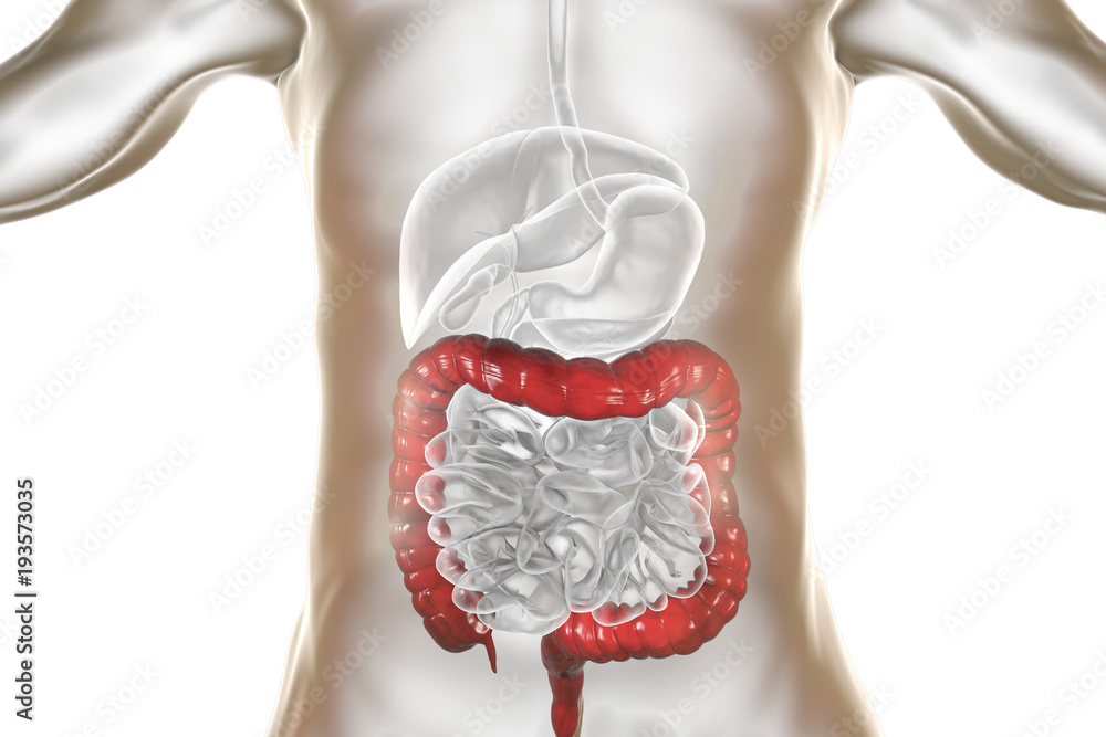 Human digestive system anatomy with highlighted large intestine, 3D ...