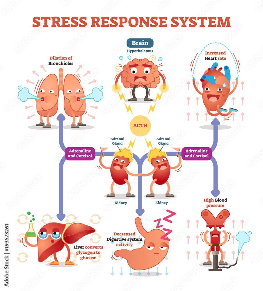 Stress response system vector illustration diagram, nerve impulses ... Stress response system vector illustration diagram, nerve impulses ...