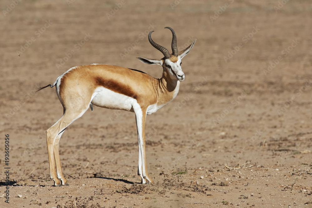 Kalahari Springbok