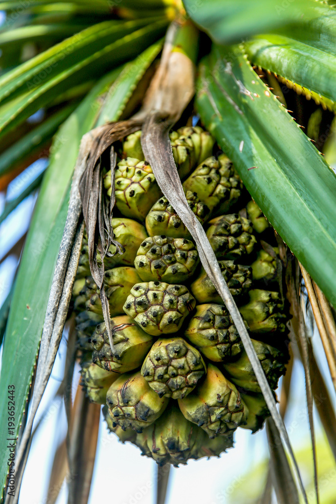 Beautiful tropical plant Pandanus tectorius Hala, Bacua, Vacquois ...